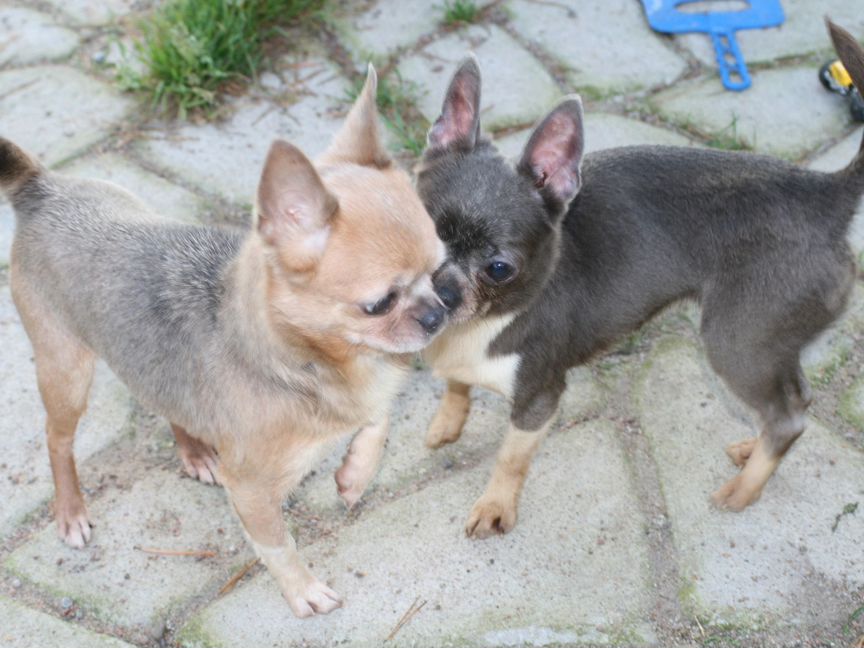 Чихуахуа взрослые девочки