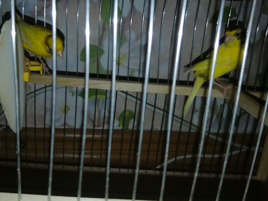 Продам самочек канареек, (самцов нет)