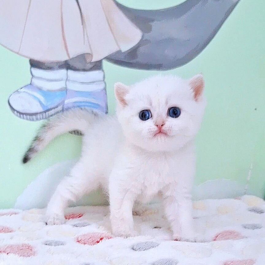 Британский котик золотой колор поинт