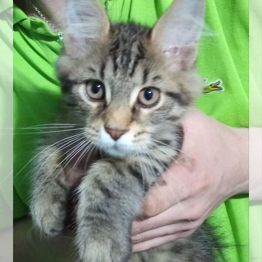 Мейн-кун котёнок