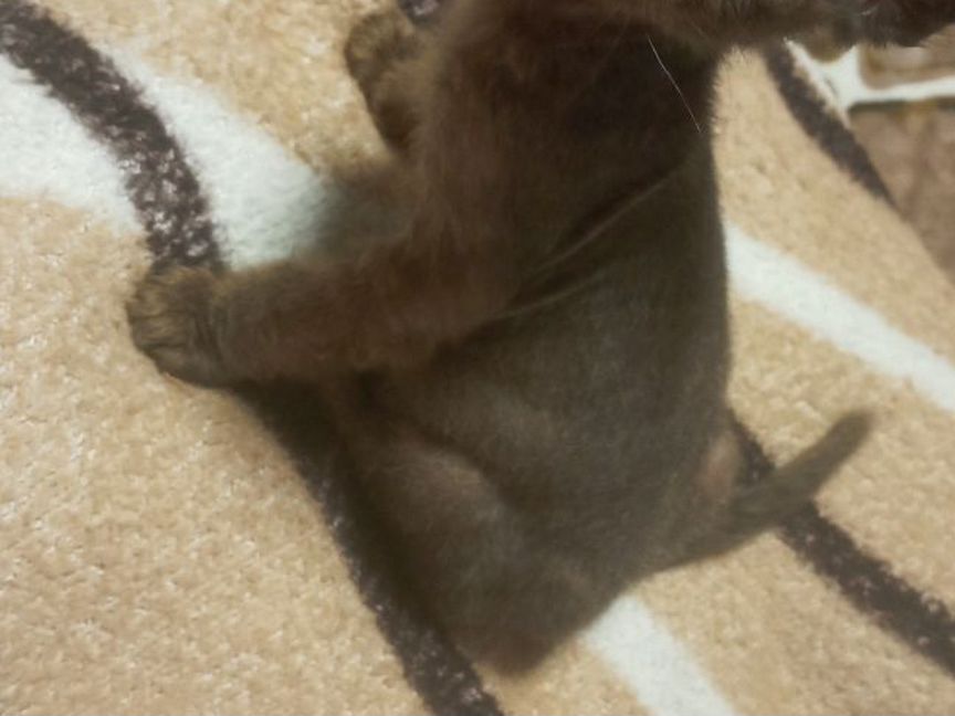 Отдам бесплатно котика