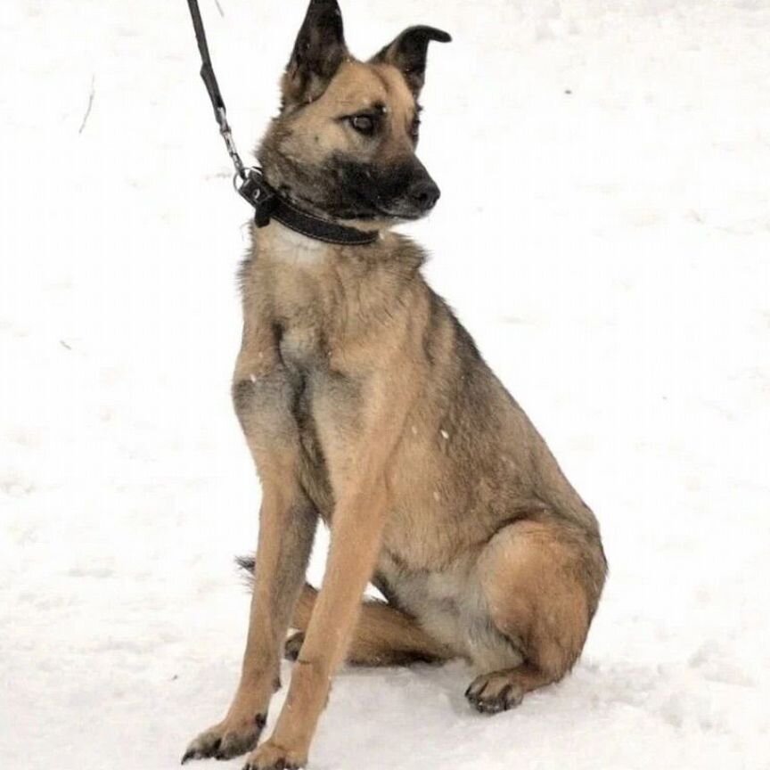 Собака Фея в добрые руки