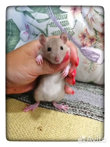 Крыса крысята крыски