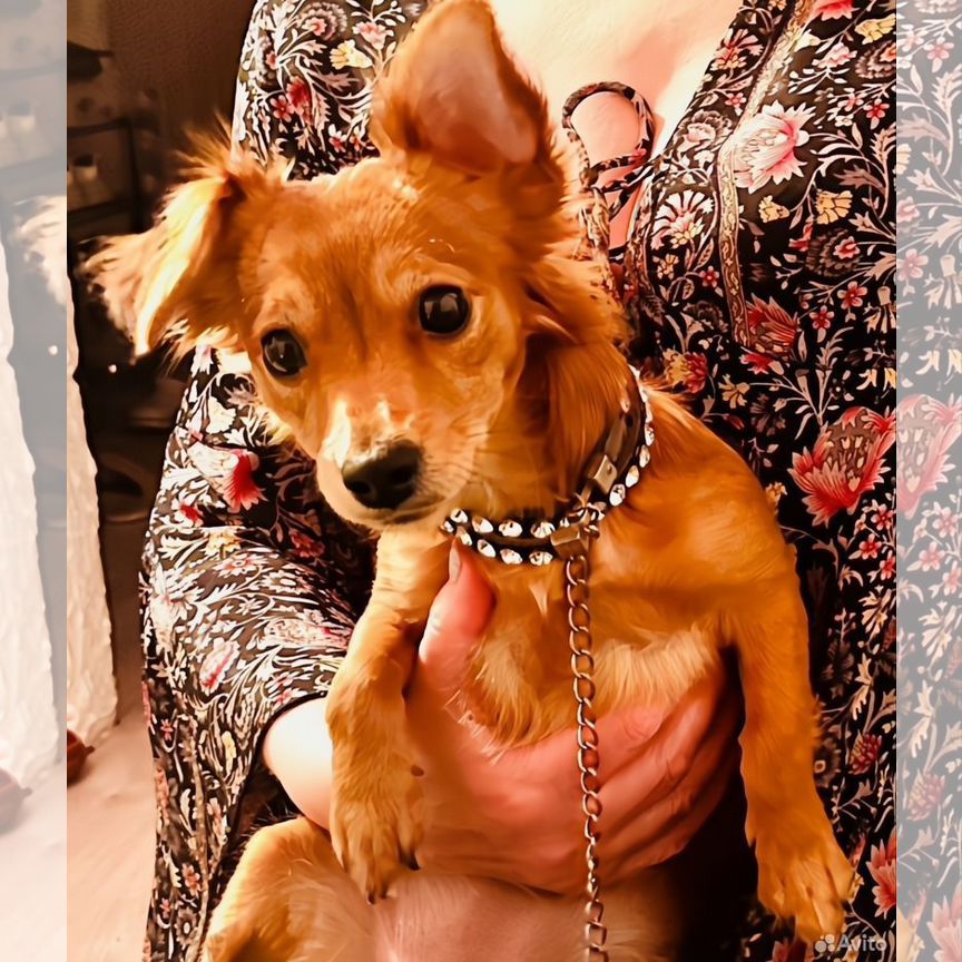 Помчи, взрослая собака