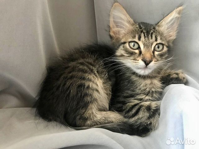 Безумно милый и умный котёнок в добрые руки