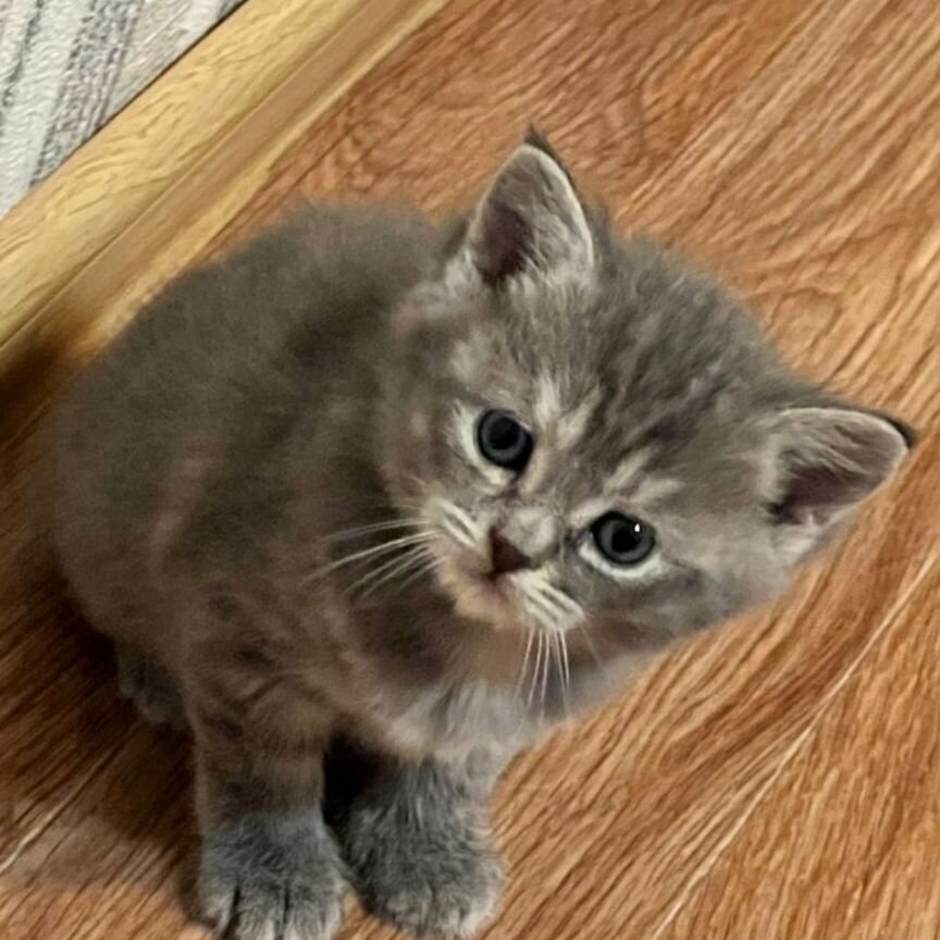 Отдам котёнка