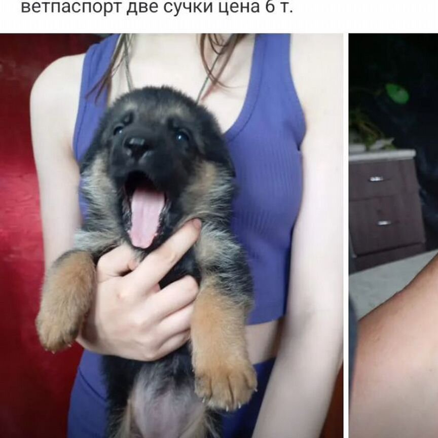 Собака