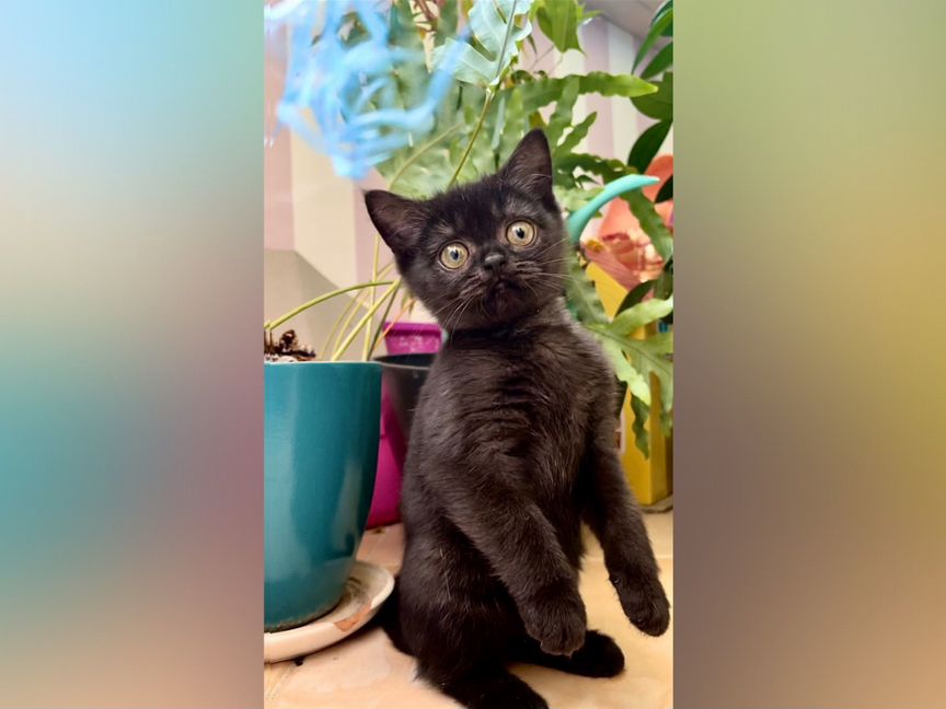 Шотланский котенок