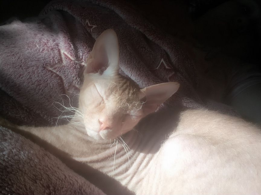 Кот сфинкс