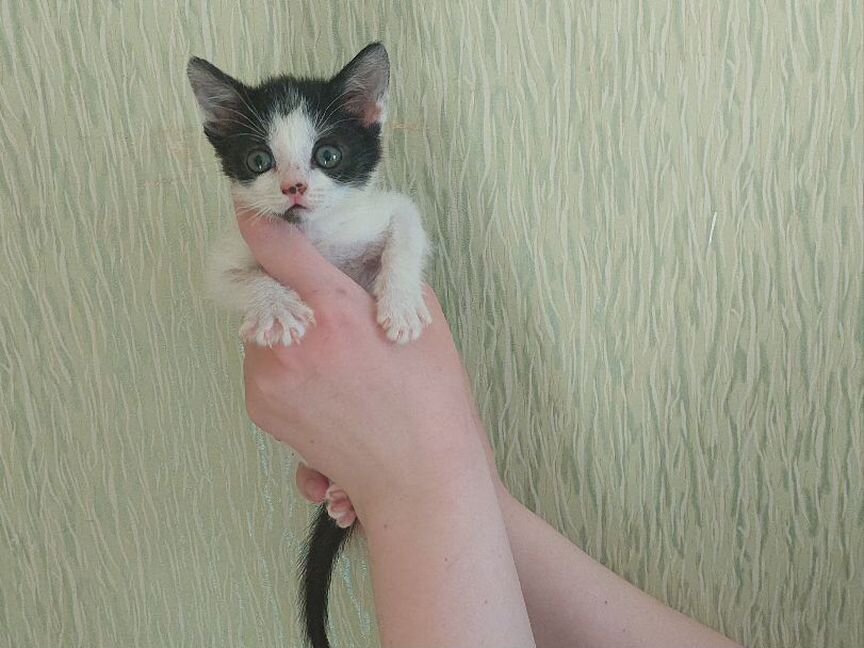 Маленький Хвостик любит ручки