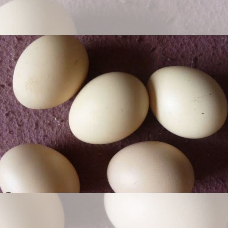Яйца инкубационные китайских шелковых кур