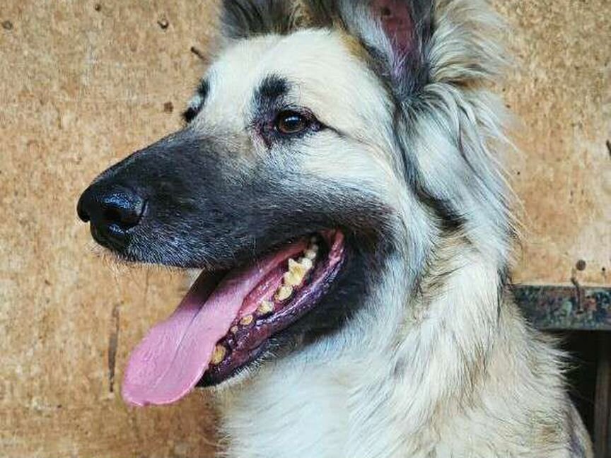 Молодой пёс угасает в приюте