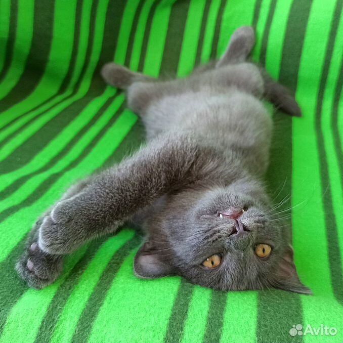 Самый Обаятельный Малыш На Свете