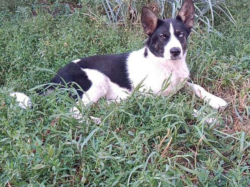 Собака из породы Хаски в добрые руки