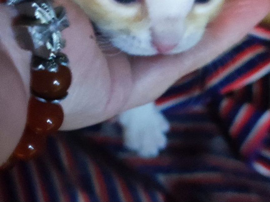 Котята от крыселовки