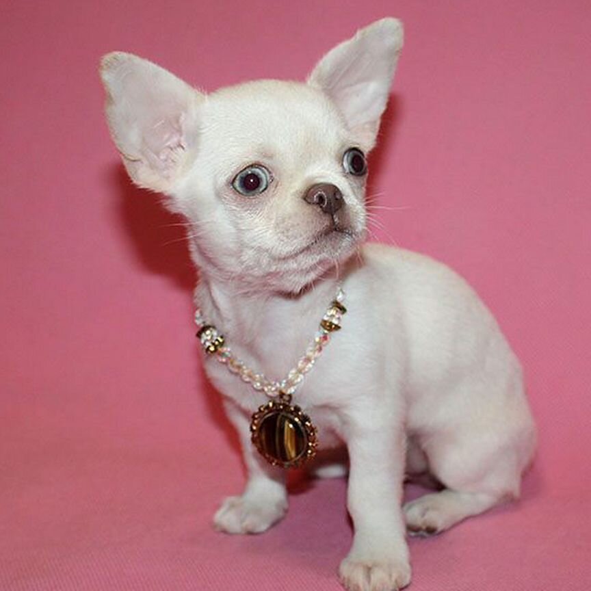 Кремовый малыш с голубыми глазками