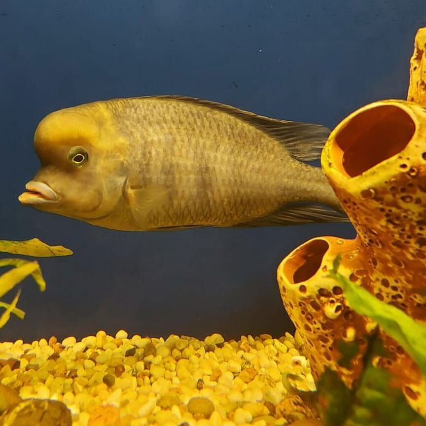 Цихлиды голубой дельфин