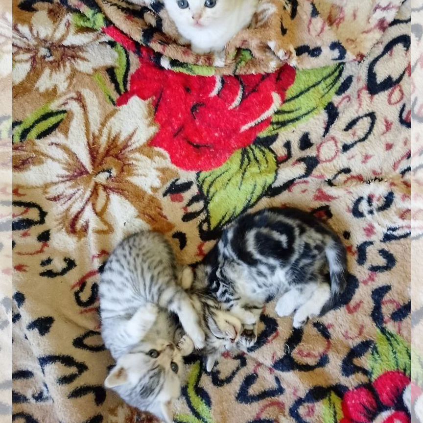 Британский короткошёрстный котёнок