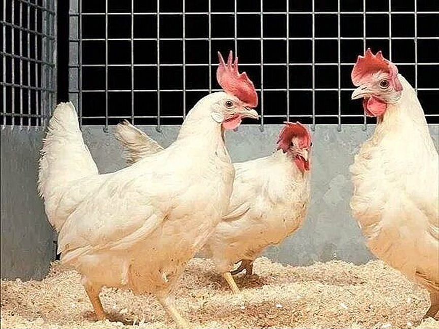 Куры несушки
