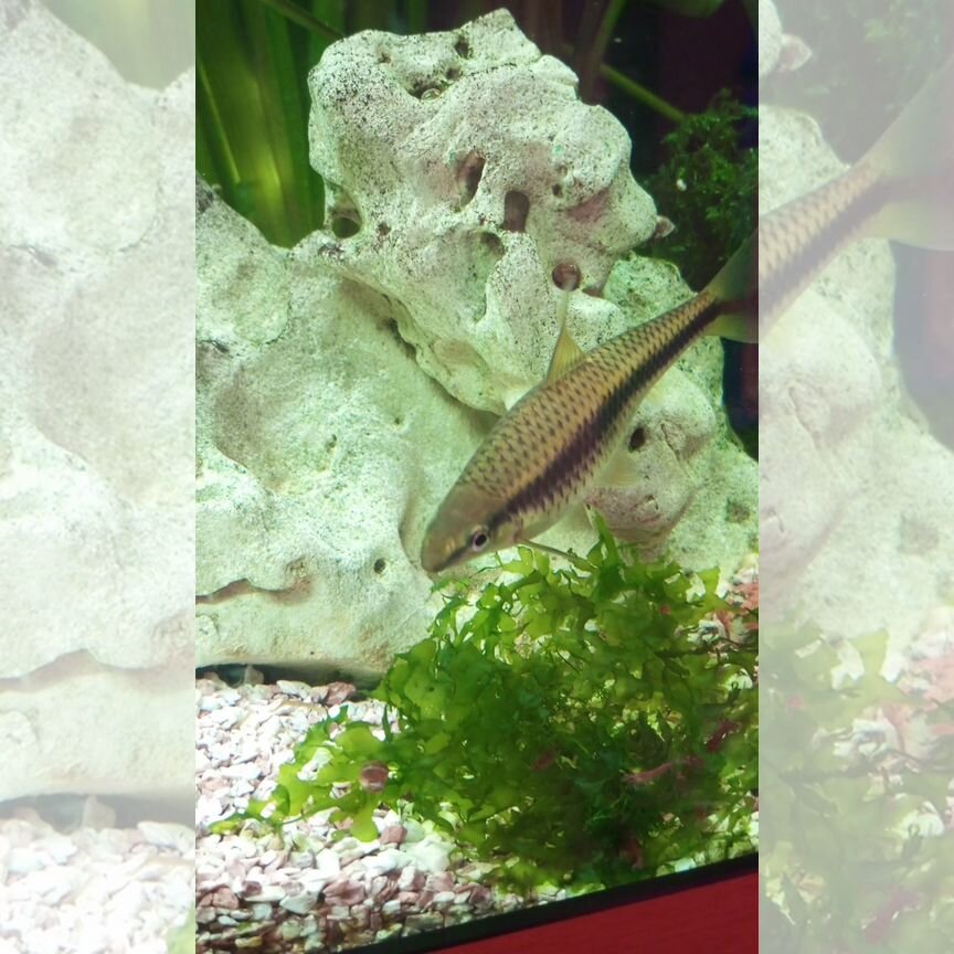 Водорослеед сиамский