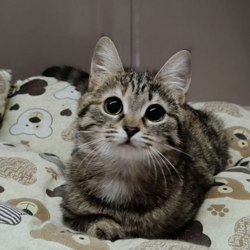 Дашуля - нежнейшая девочка