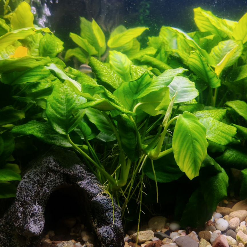Аквариумные растения анубиас