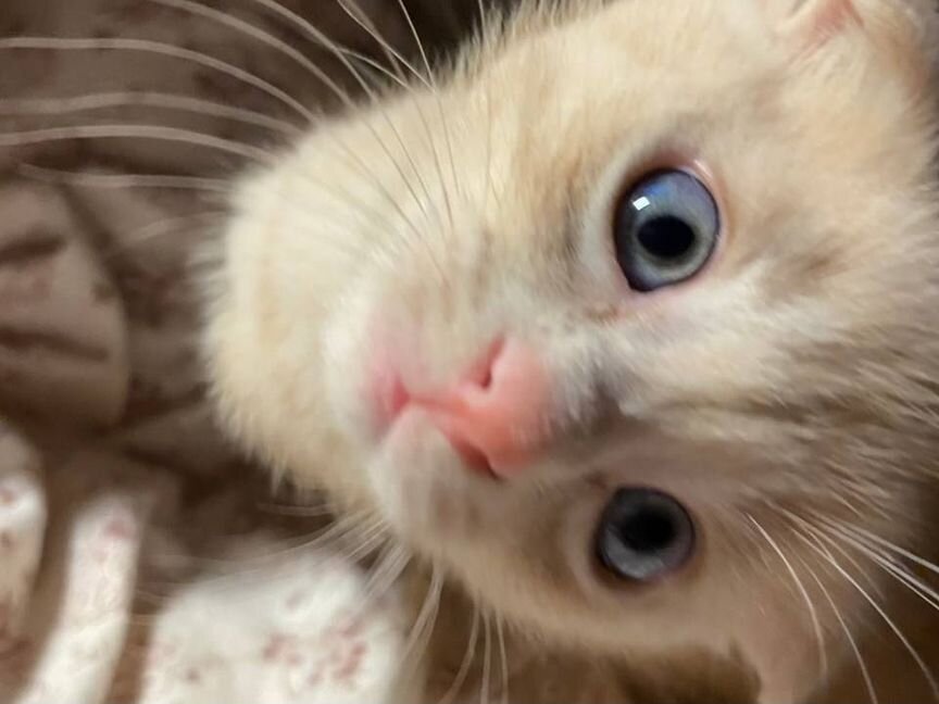 Котенок шотландский вислоухий