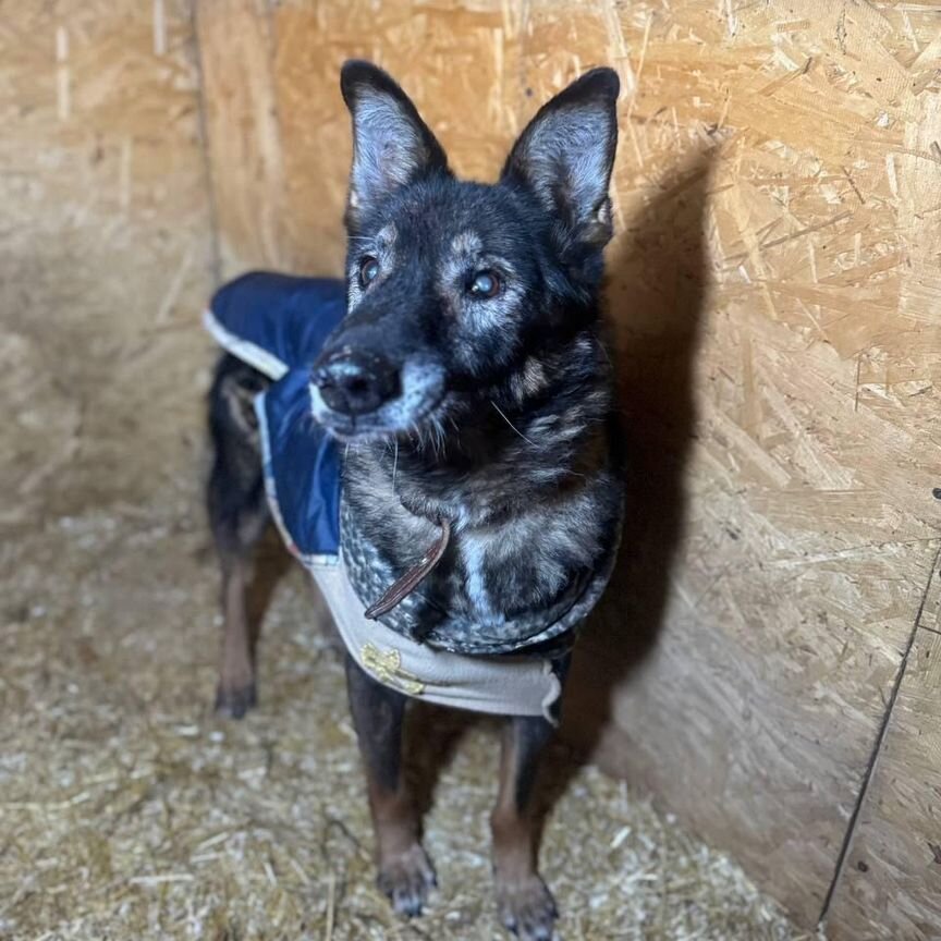 Спасите Блюза