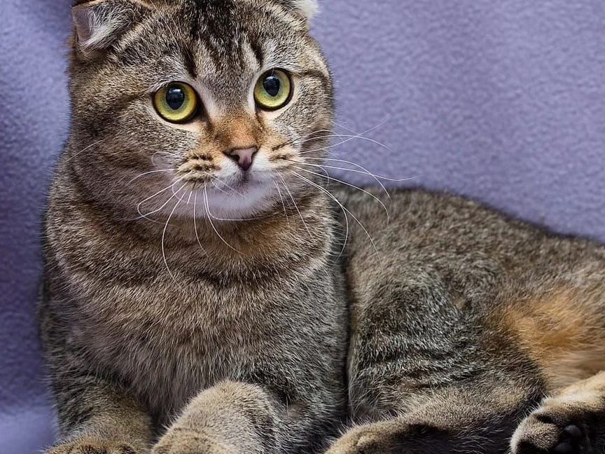 От Звёздочки отказались хозяева