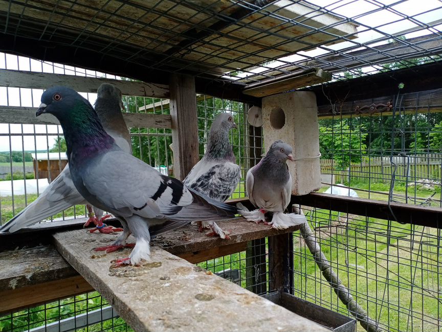 Голубка 2022 года