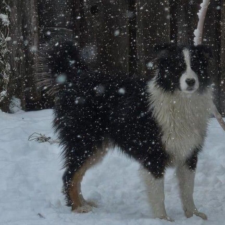 Шикарная девочка Аусси