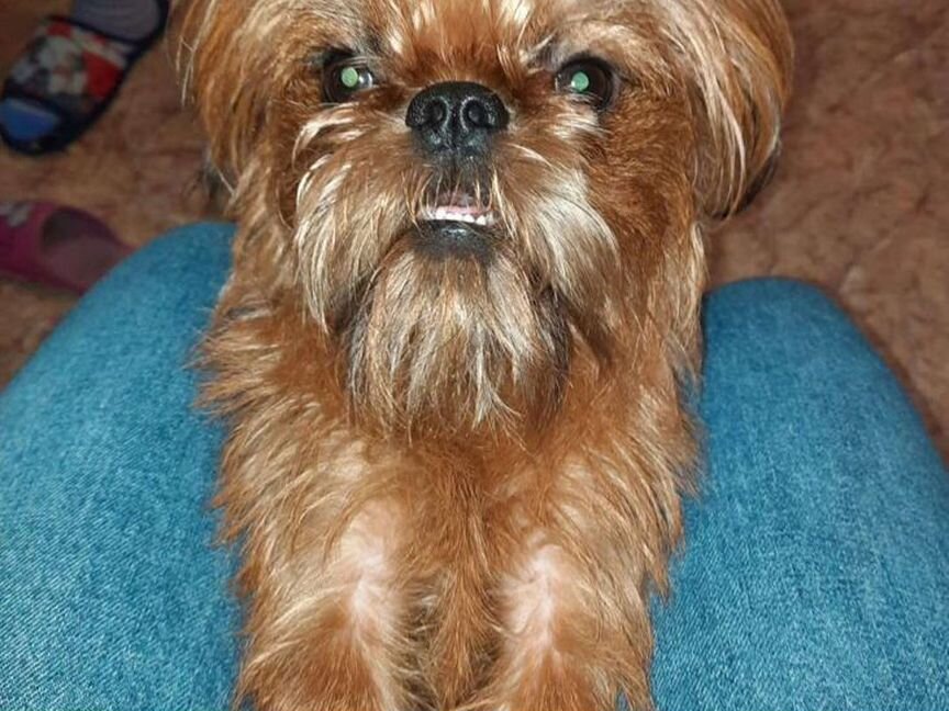 Брюссельский гриффон на вязку