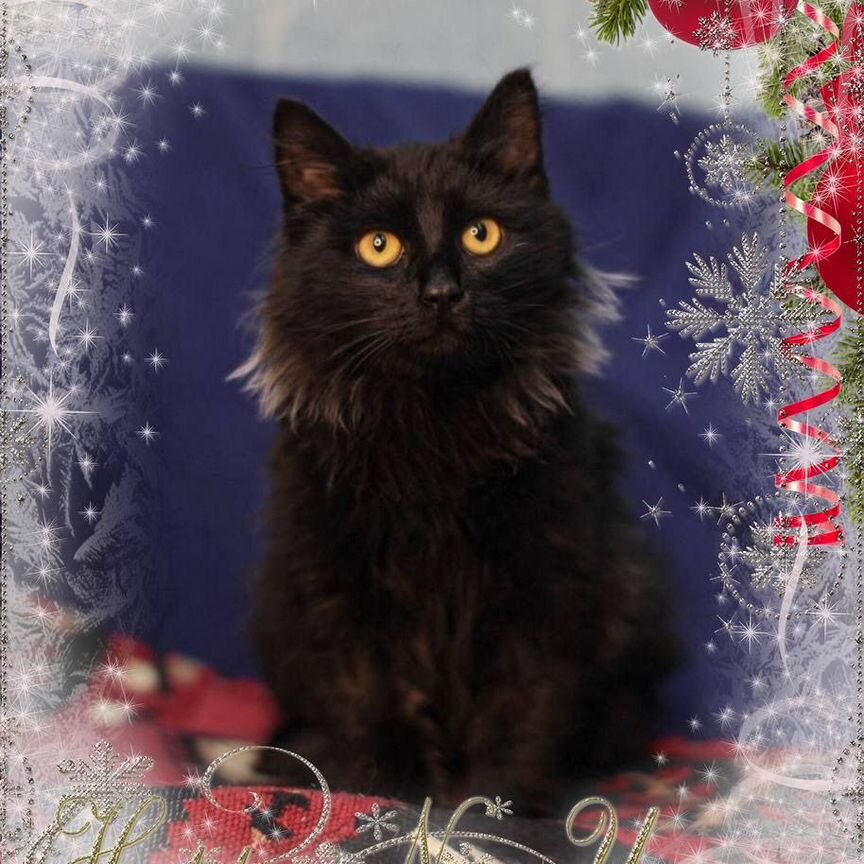 Черная кошка в добрые руки Москва