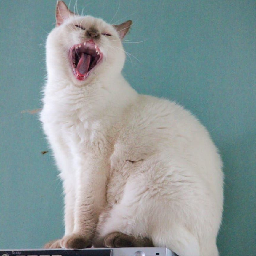 Британские котята