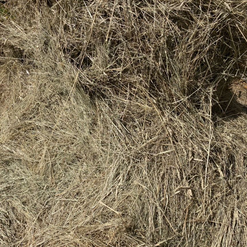 Продам сено в рулонах 270-300кг,самовывоз Г щит