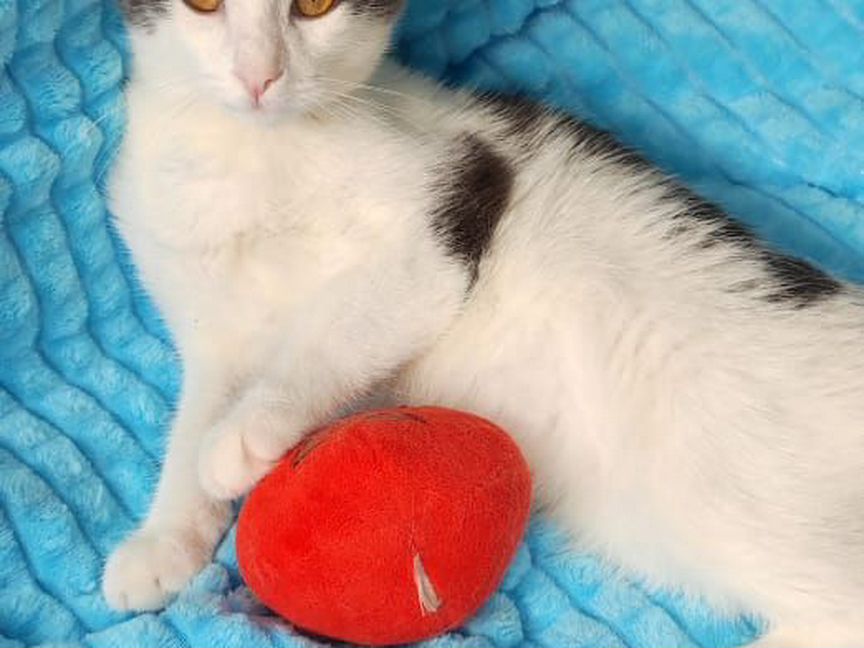 Котенок Сева в хорошие руки бесплатно