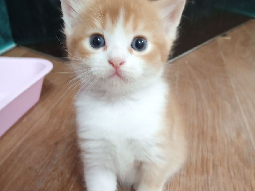 Котята