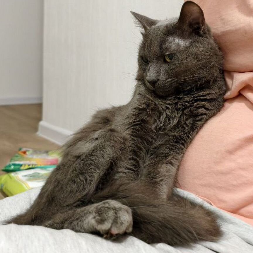 Взрослый кот в добрые руки