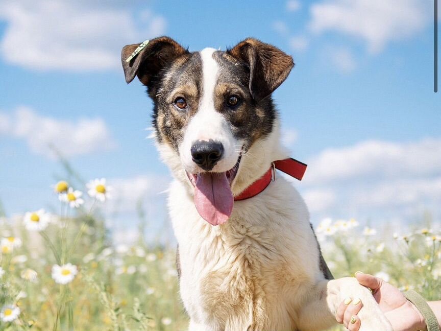Собака в добрые руки бесплатно