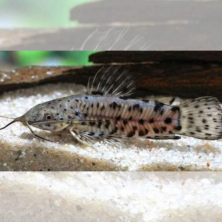 Аквариумные сомы, рыбки Торакатум клёвые