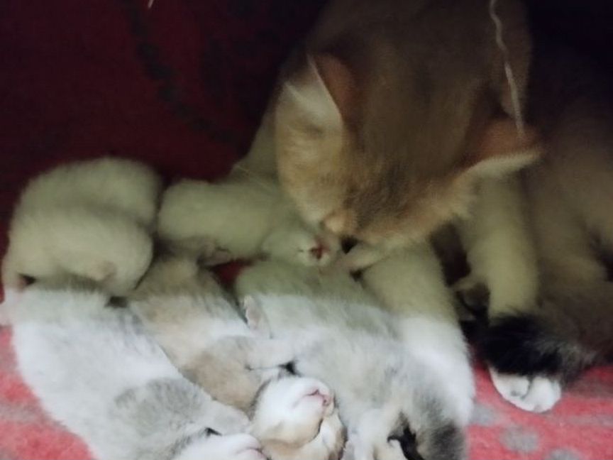 Кошушечки