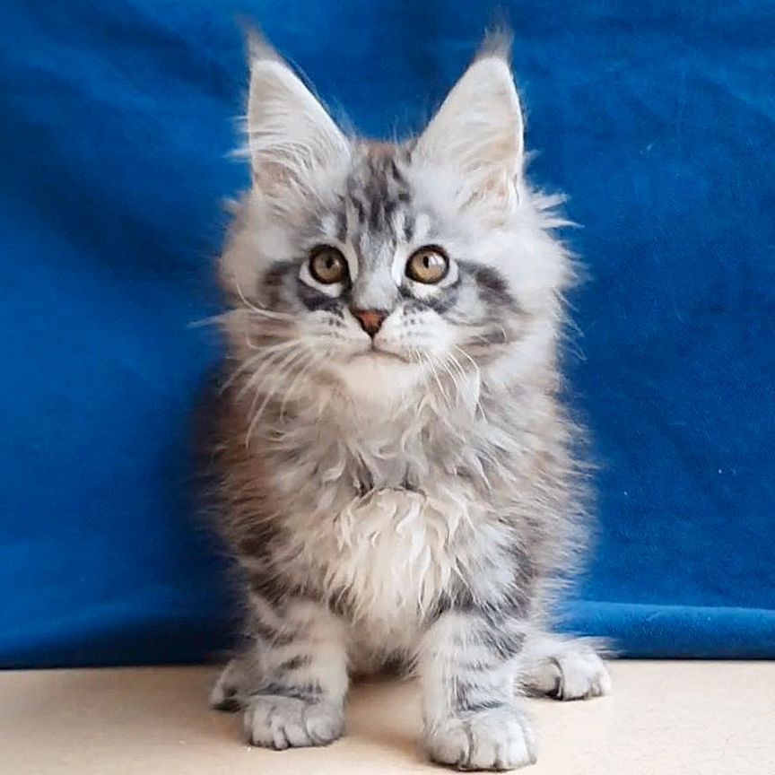Котята мейн-кун, кот