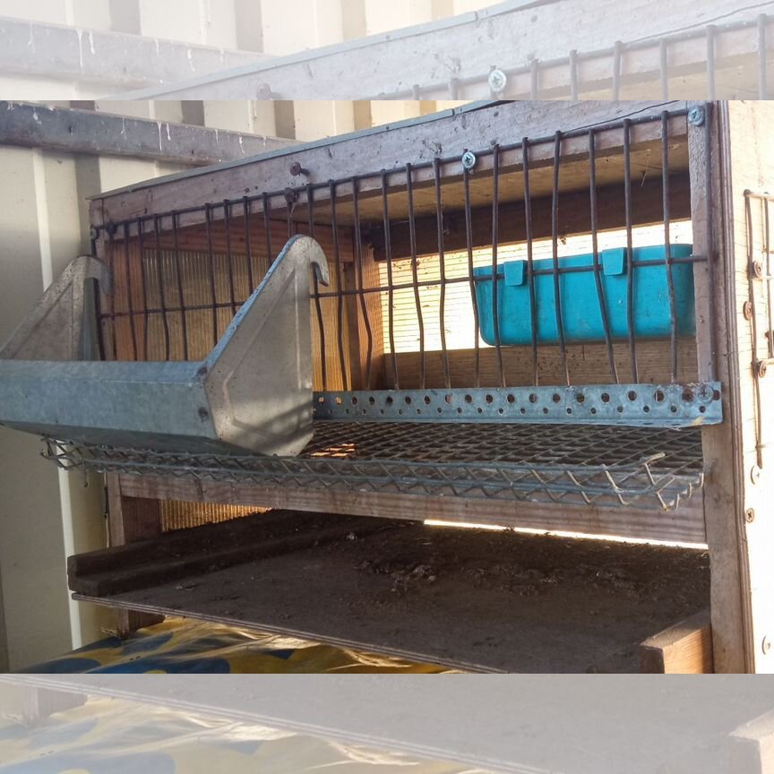 Клетка для перепелов