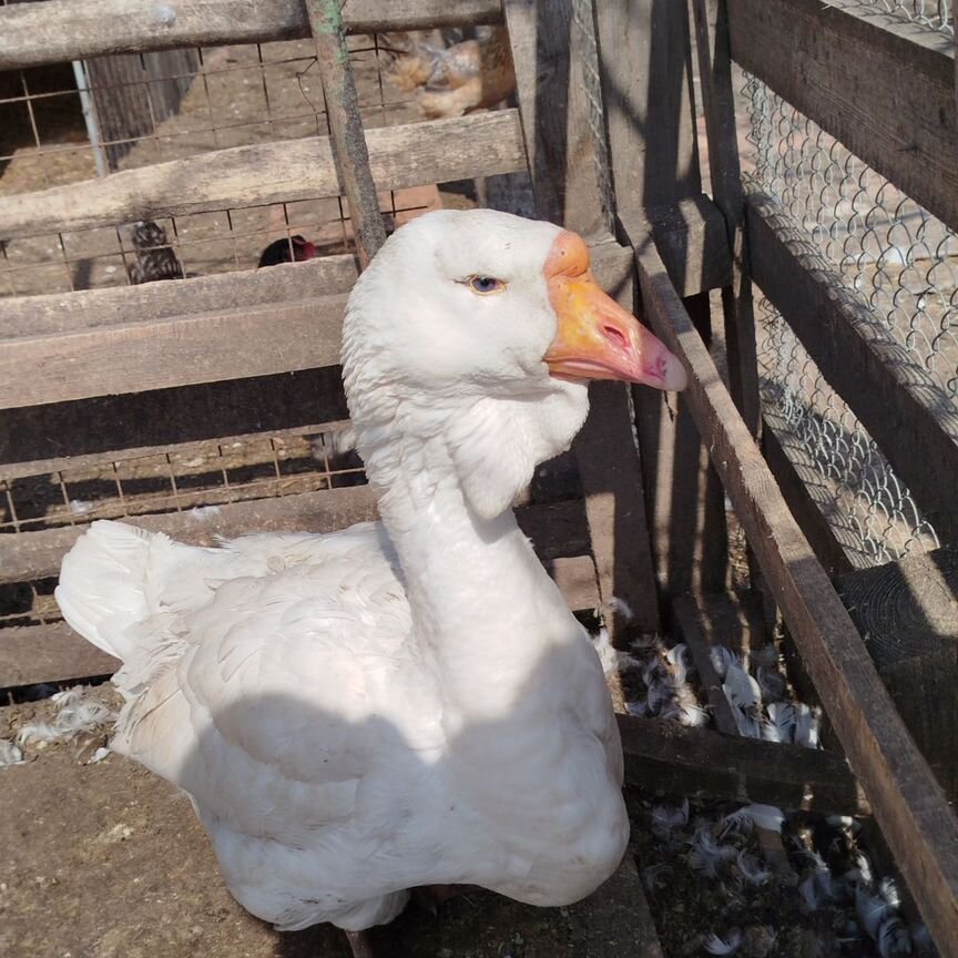 Холмогорские гуси