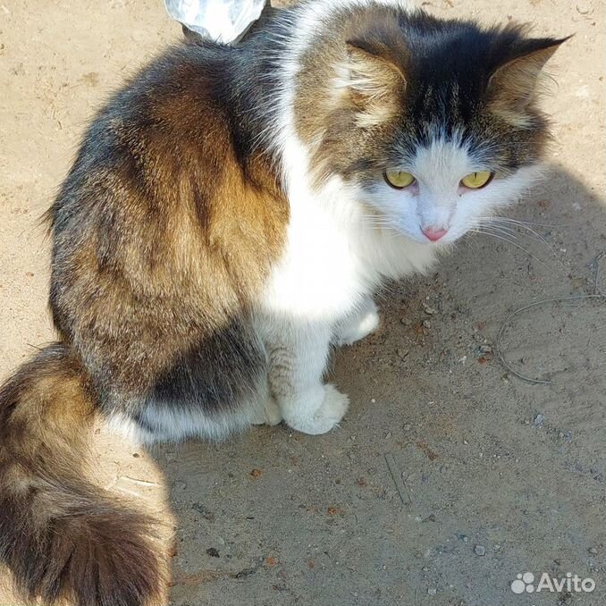 Кошечка - потеряшка Булочка в добрые руки