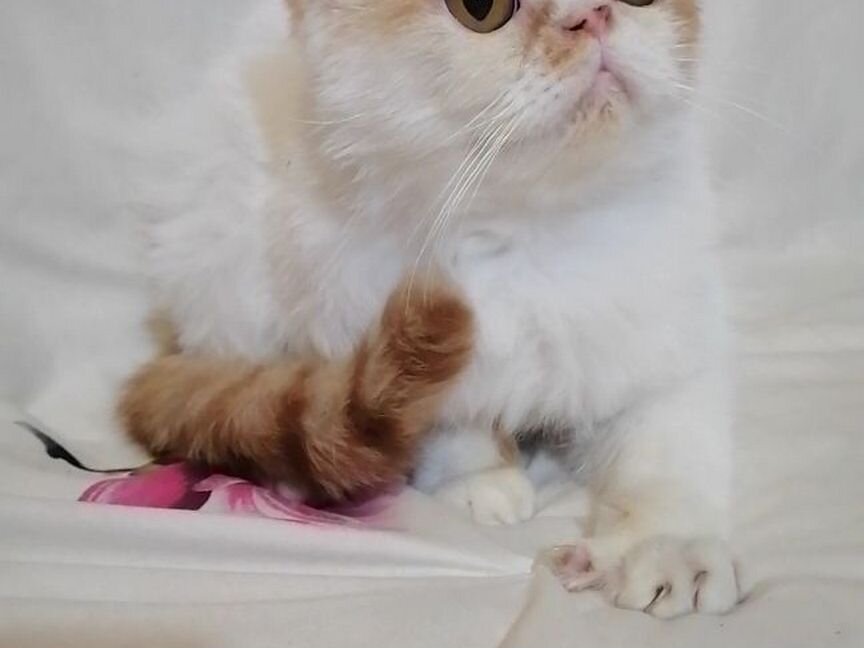 Кот породы Экзотическая короткошерстная