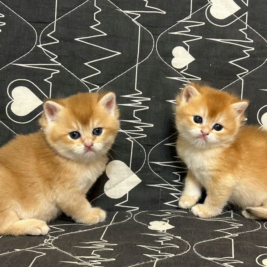 Котики