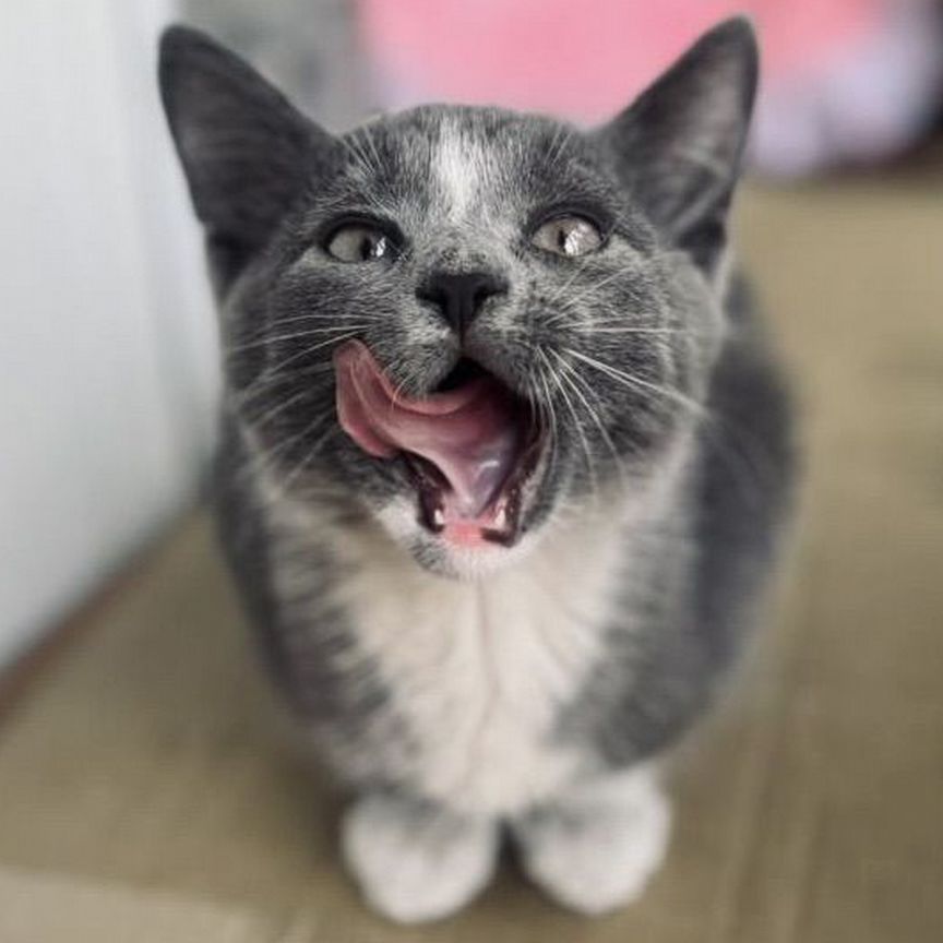 Котенок в добрые руки