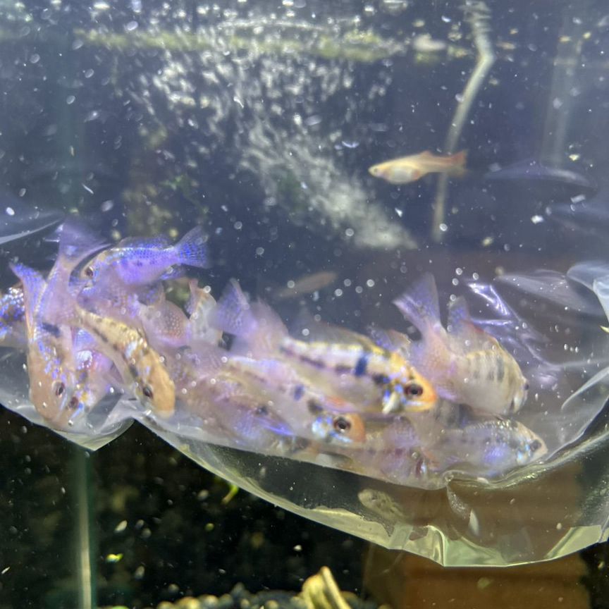 Апистограмма рамирези неоновая