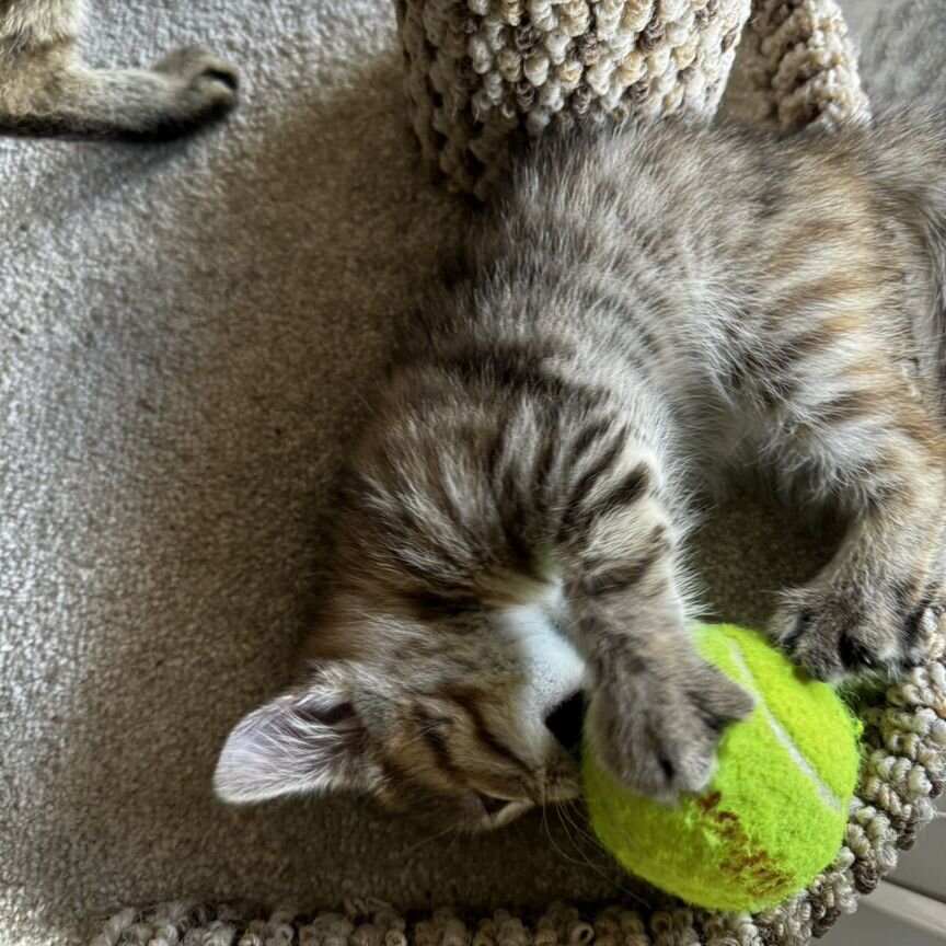 Отдадим котят в добрые руки